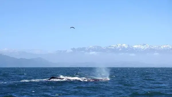一个不够，给你推荐十个观鲸最佳地点 - 知乎