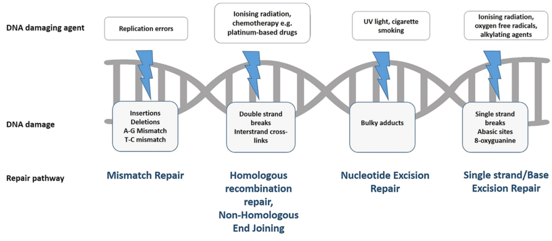 NGS小知识 ‖ 同源重组修复 —— HRR - 知乎