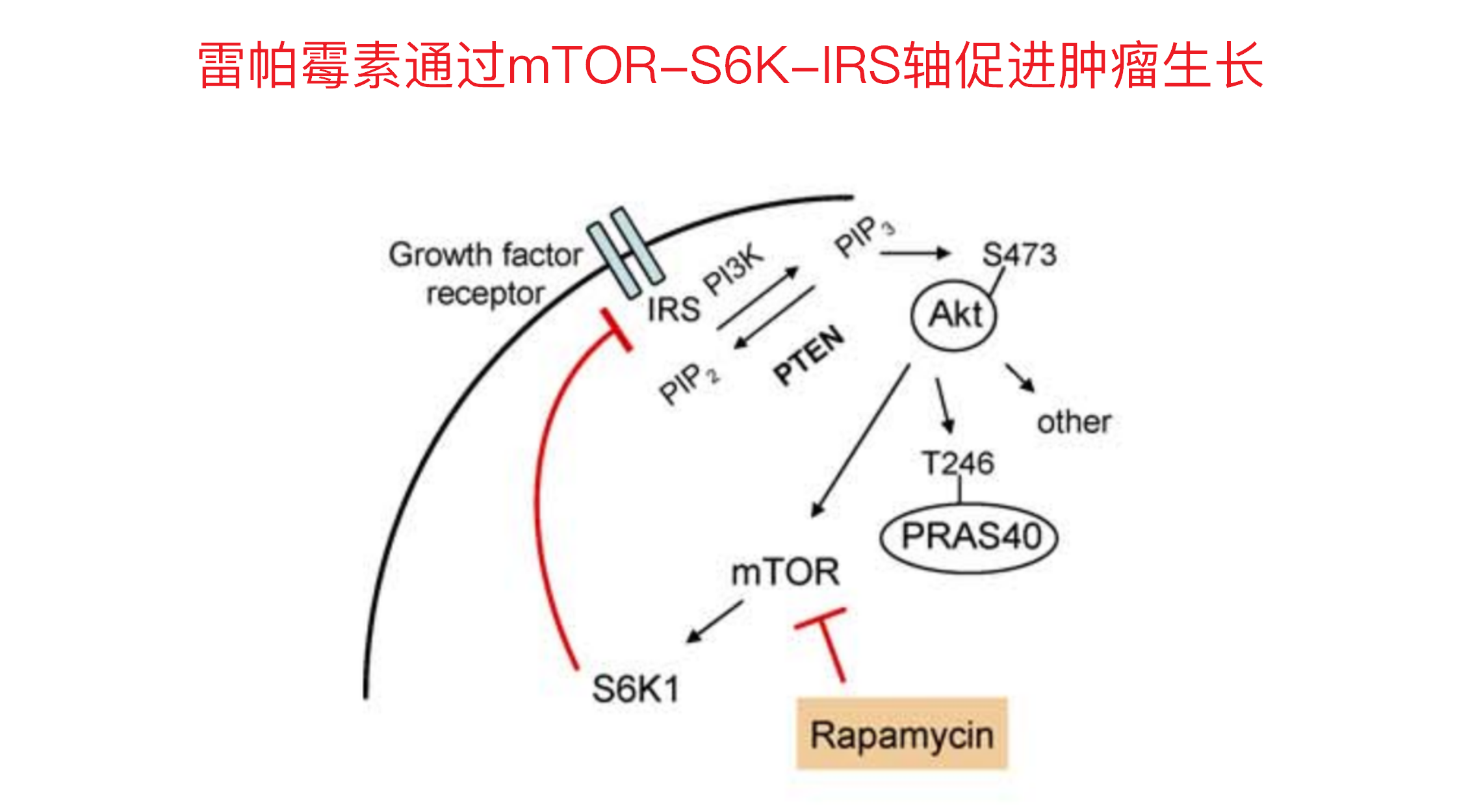雷帕霉素(4)：抗衰专家突然确诊肺癌晚期，原因竟是因为它？ - 知乎
