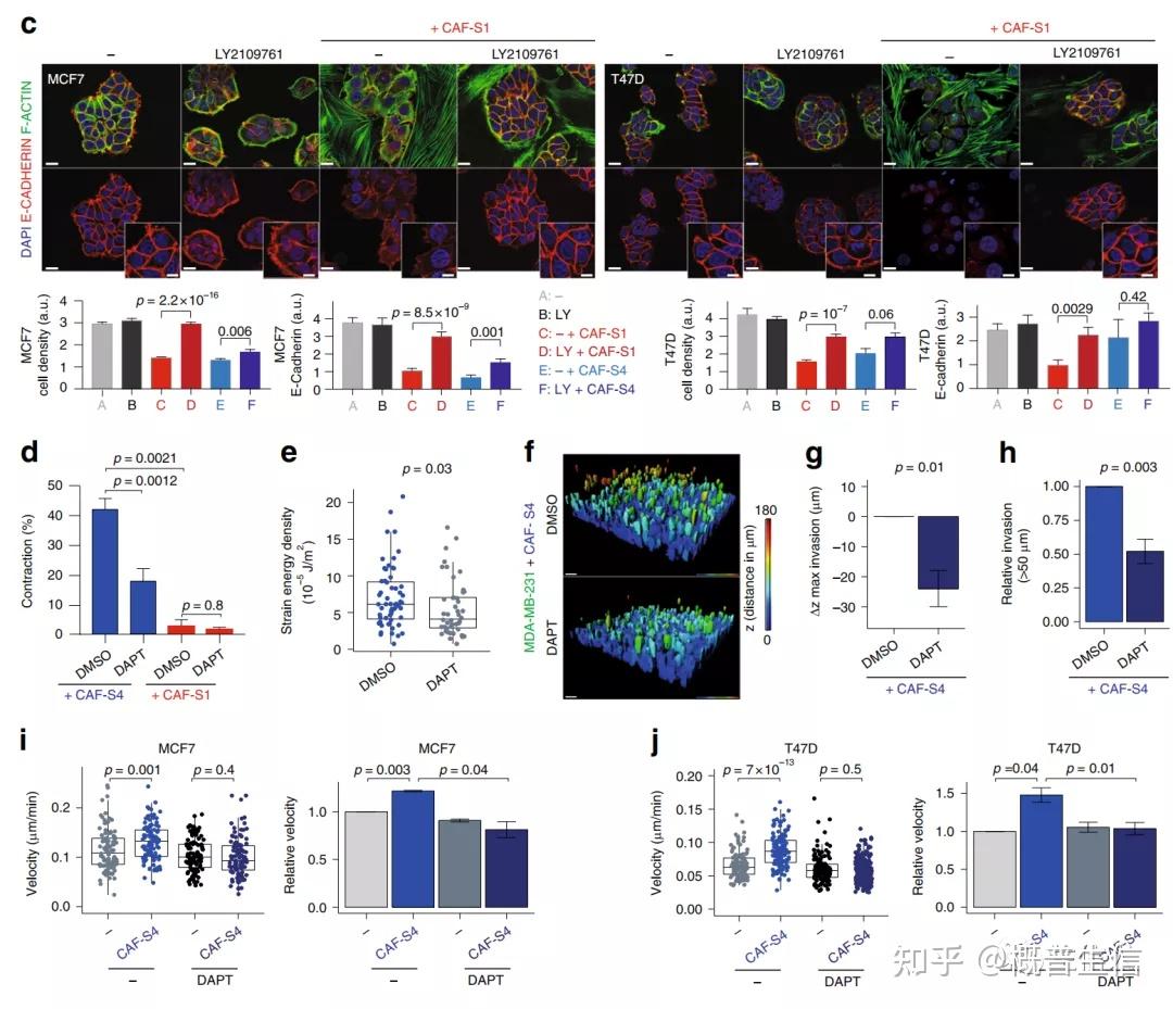 火爆全网的癌症相关成纤维细胞(CAF)最全面总结 - 知乎
