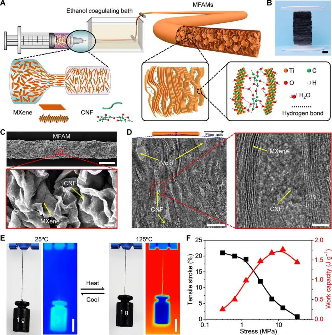 Science Advances | MXene复合纤维人工肌肉 - 知乎