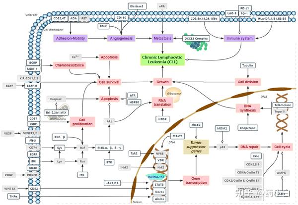 【探索】CD20单抗药品全球研发现状及最新研究进展 - 知乎