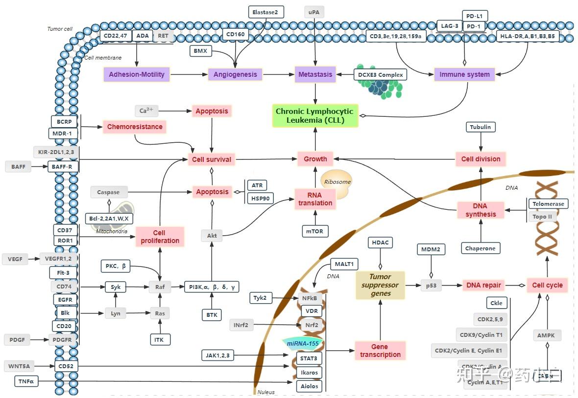 【探索】CD20单抗药品全球研发现状及最新研究进展 - 知乎