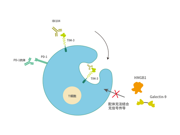 TIM-3靶点科普_机制原理&研究进展 - 知乎