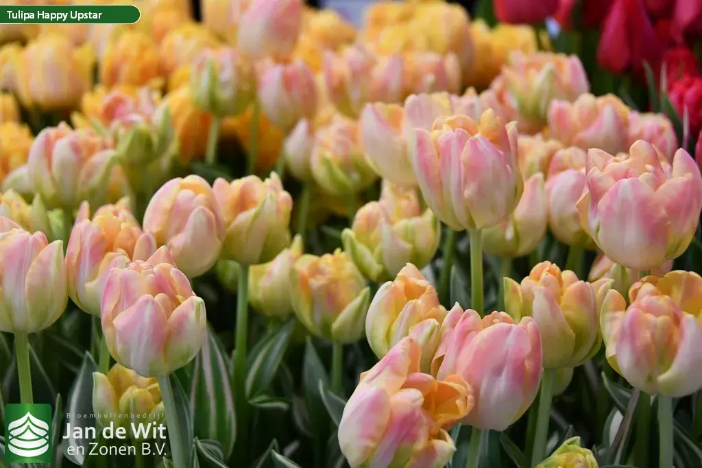 为什么Miscellaneous Tulips被叫做原生郁金香？ - 知乎