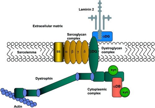 案例分享 | 基因检测助力罕见病诊断——杜氏肌营养不良症（DMD） - 知乎