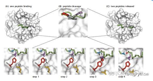 《Protein Actions Principles and Modeling》-《蛋白质作用原理和建模》中文分享（4） - 知乎