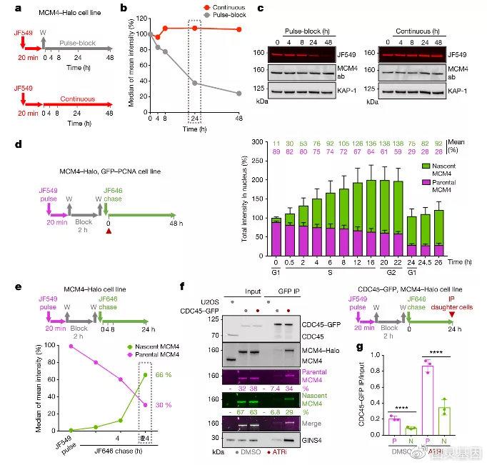 Nature | 解决MCM悖论及其对癌症的意义 - 知乎