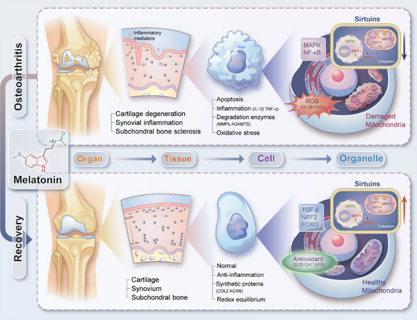 Ageing Res Rev 综述︱杨惠林/何帆/朱雪松团队评述褪黑素在治疗骨关节炎中的作用及研究进展 - 知乎