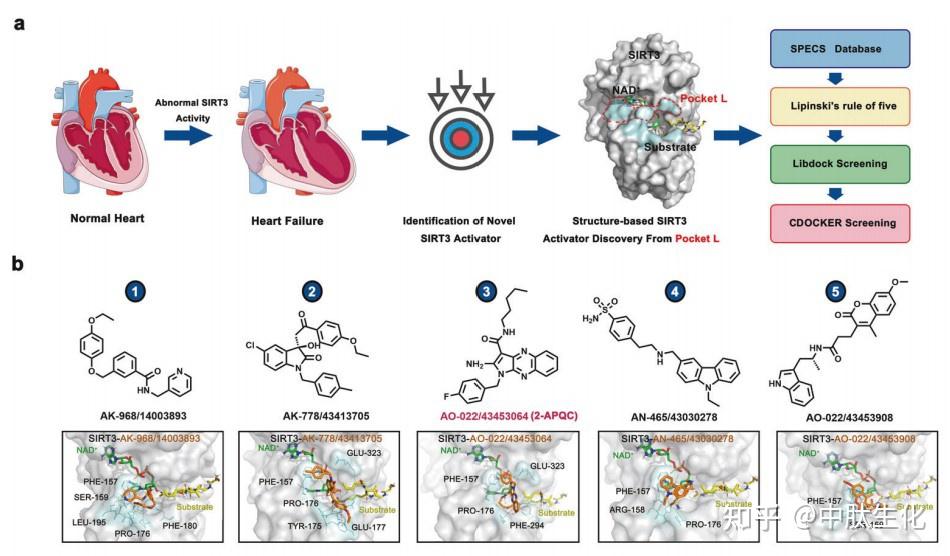 STTT：Sirtuin-3(SIRT3)小分子激活剂2-APQC通过调节线粒体稳态减轻心肌肥大和纤维化 - 知乎