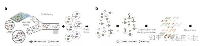 技术贴｜ChIP-seq技术简介 - 知乎