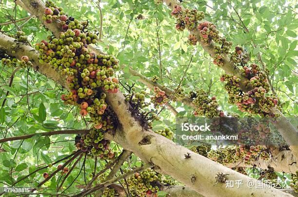 亚马逊雨林中迷人的29种植物 - 知乎