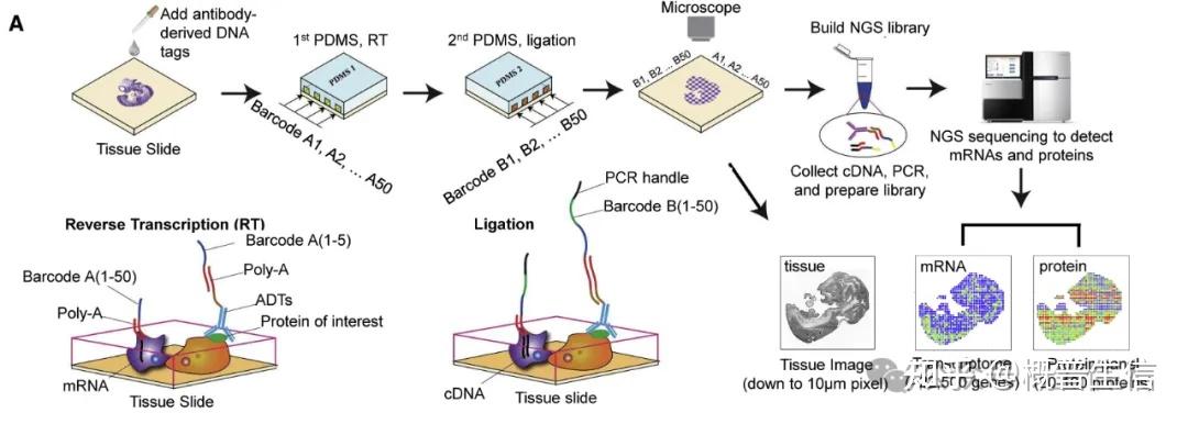 从DBiT-seq到表观组学：樊荣团队多篇顶刊，空间多组学技术如何步步封神？ - 知乎