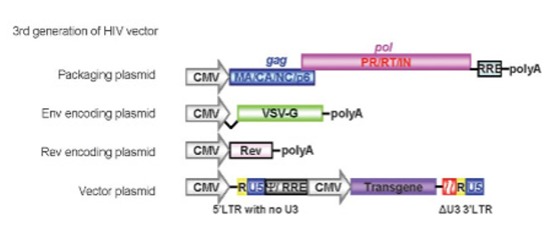 干货分享 | 可复制型慢病毒RCL检测 - 知乎
