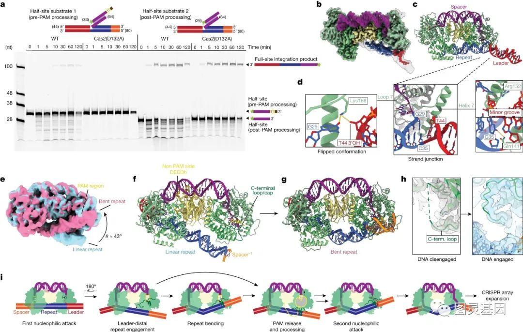 Nature | CRISPR挑战进化理论：为选择优势而进行有针对性的突变 - 知乎