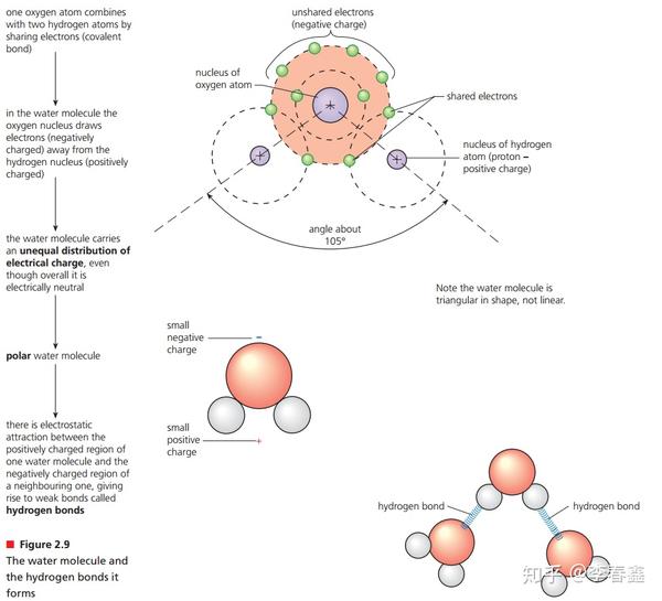 Topic 2.2 Water 水 - 知乎