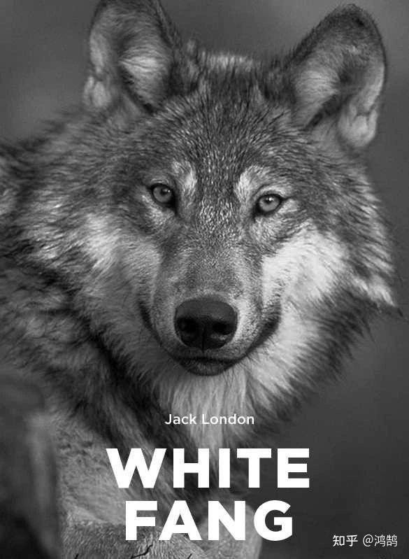 典范英语10 White Fang Summary+Themes+Character list - 知乎