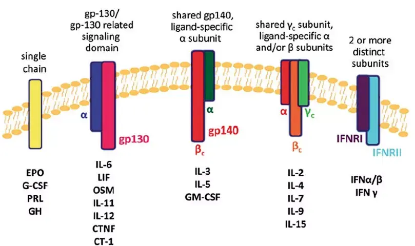 IL2RA，免疫治疗领域的潜力股 - 知乎