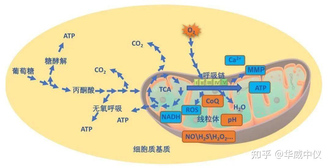2023年开年《Science》|线粒体代谢决定神经元发育的特种特异性速度 - 知乎