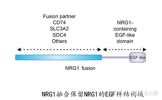 一文了解新兴泛癌种新靶点丨神经调节蛋白-1(NRG1)基因融合 - 知乎