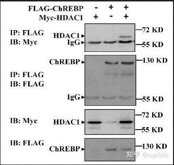 Co-IP结果怎么分析？看这儿 - 知乎