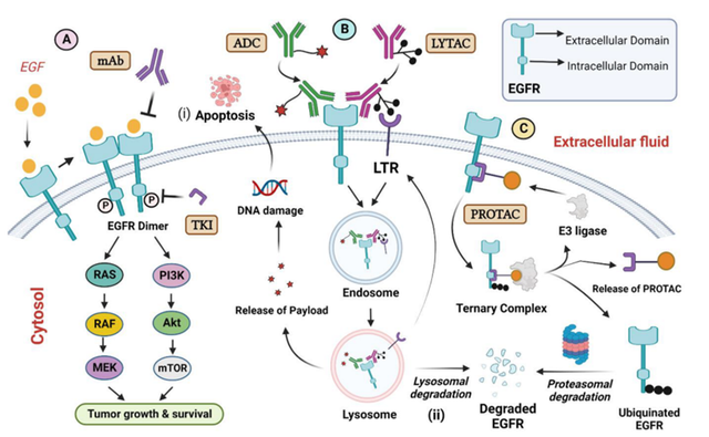 EGFR降解剂新技术 - 知乎