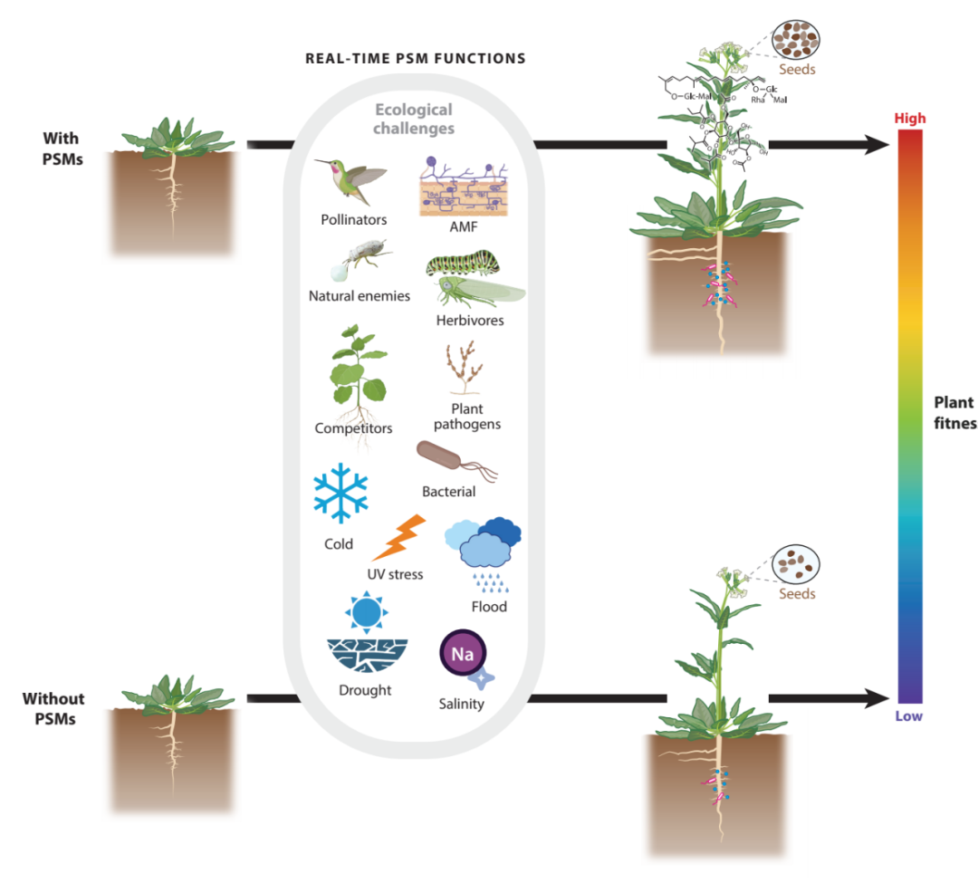 Annu Rev Plant Biol | 复旦大学白悦辰团队应邀合作撰写如何用合成生物学解析植物次生代谢产物的功能 - 知乎
