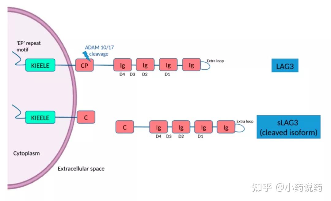 靶向LAG-3的肿瘤免疫治疗研究进展 - 知乎