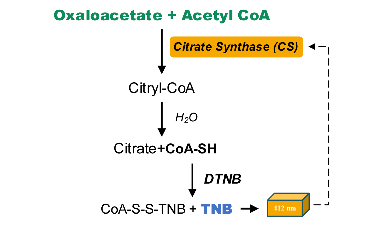 柠檬酸合酶（CS）活性检测试剂盒（DTNB法） - 知乎