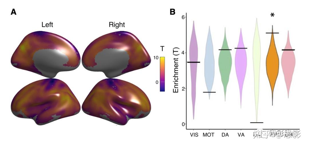 Cell Reports：青年发育过程中脑血流与功能磁共振ALFF耦合 - 知乎