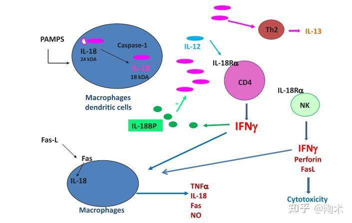 Nature Immunology研究揭示由IL-18驱动的抗肿瘤通路！ - 知乎