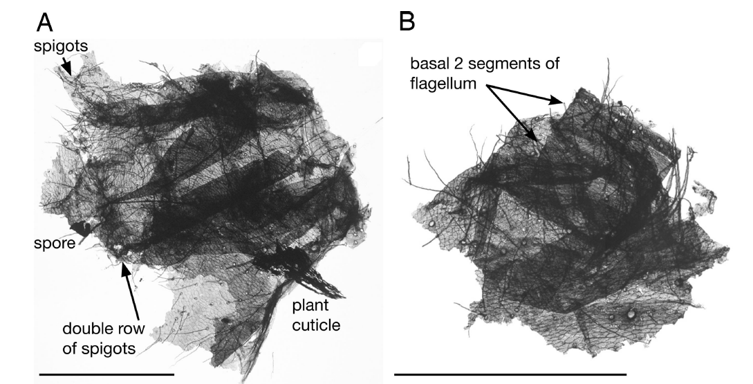 【地球演义】铁虿狰狞8：入我彀中 - 知乎