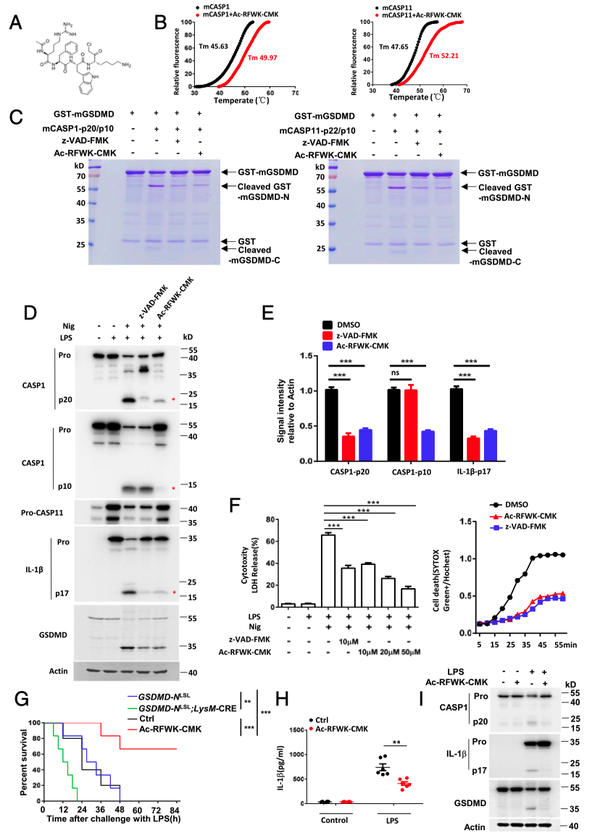 PNAS丨GSDMD对caspase-1/11的负反馈作用 - 知乎
