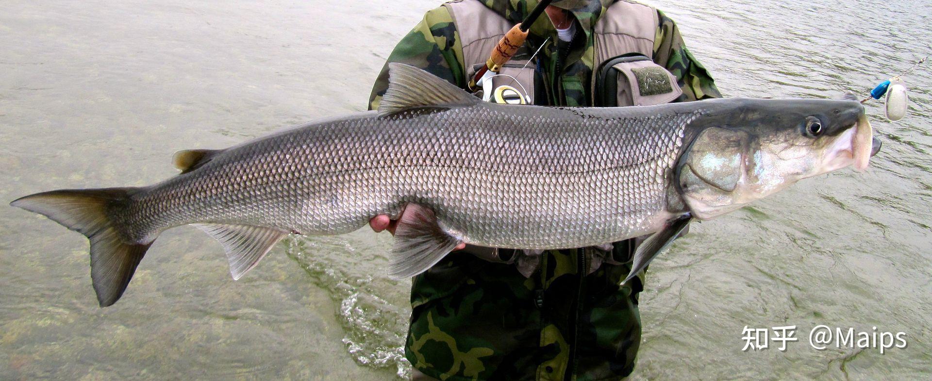 浅谈鲑形目1科11属二百余种之概况 - 知乎