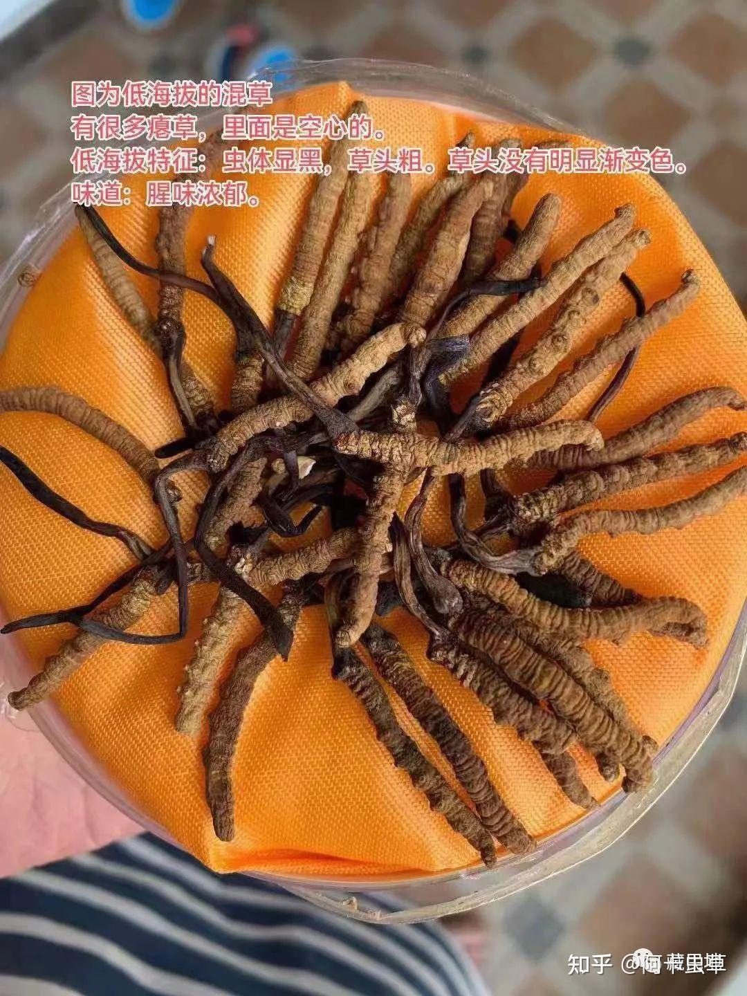 正宗那曲头期虫草的外观、消化腺、口感、香味、功效，看完您就懂辨别了 - 知乎