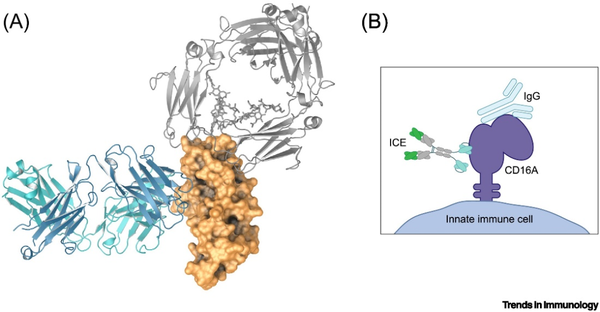 志同道合NK：AFM13+Pembrolizumab/AFM13+AB101 - 知乎