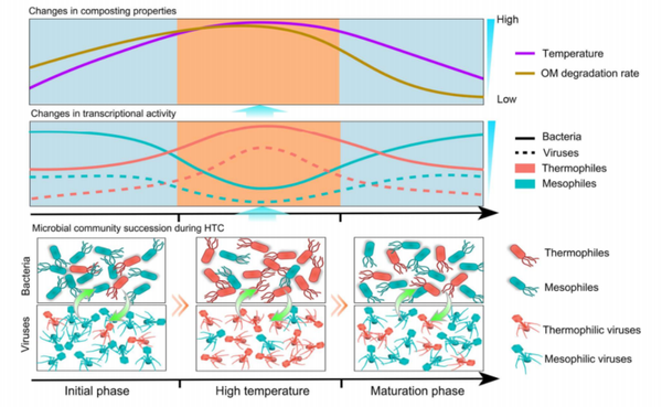 凌波微课讲师文章|福建农林大学周顺桂团队ISME J：首次发现嗜热病毒参与超高温堆肥过程中碳氮养分转化过程 - 知乎
