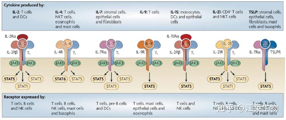 兼具免疫刺激和调节的多效细胞因子—IL-2 - 知乎