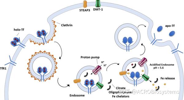 【运铁能手】TF&TFR，ADC药物热门靶点 - 知乎