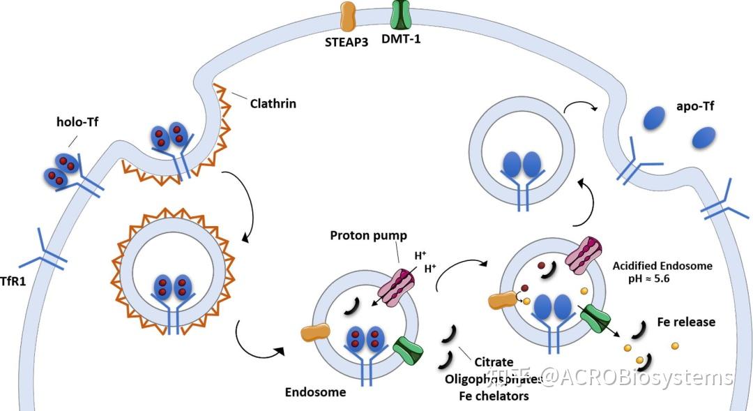 【运铁能手】TF&TFR，ADC药物热门靶点 - 知乎