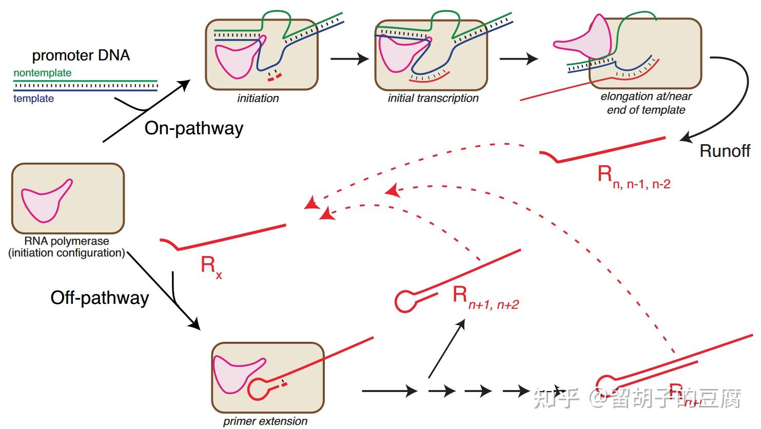mRNA 3'末端回折配对，重新结合T7 聚合酶，启动自我延伸，形成dsRNA。 - 知乎