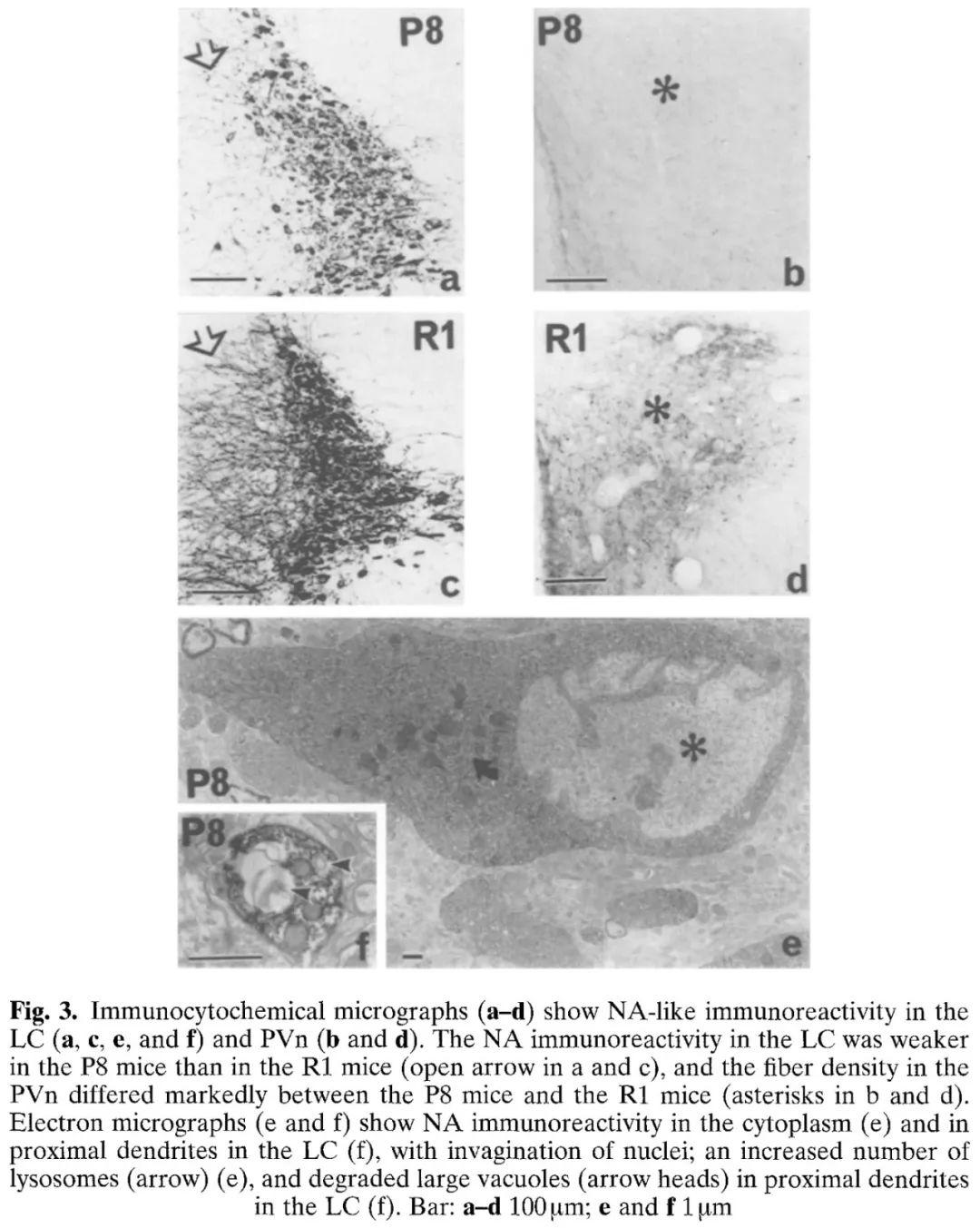 SAMP8小鼠｜AD模型 - 知乎