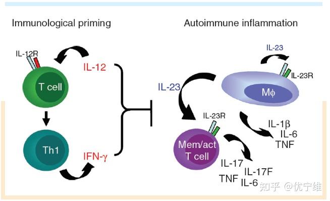 IL-12：先天性免疫和获得性免疫中的“端水大师” - 知乎