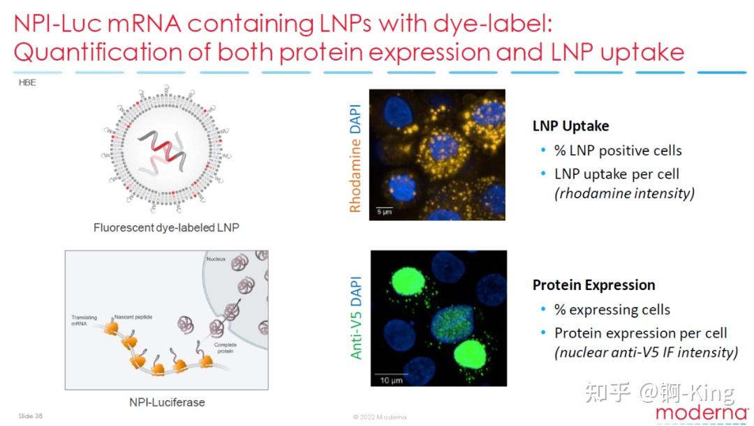 Moderna公布mRNA技术平台最新进展 改进递送方式和稳定性 - 知乎