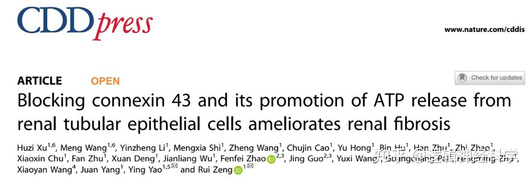 Cell Death Dis︱华中科技大学同济医学院姚颖/曾锐教授团队发现Connexin 43有望成为延缓肾间质纤维化进展的新靶 - 知乎
