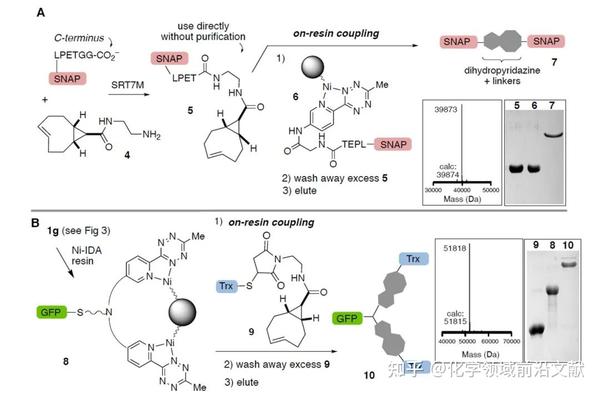 Angew：四嗪亲和生物正交化学标签ABC-Tag及其应用 - 知乎