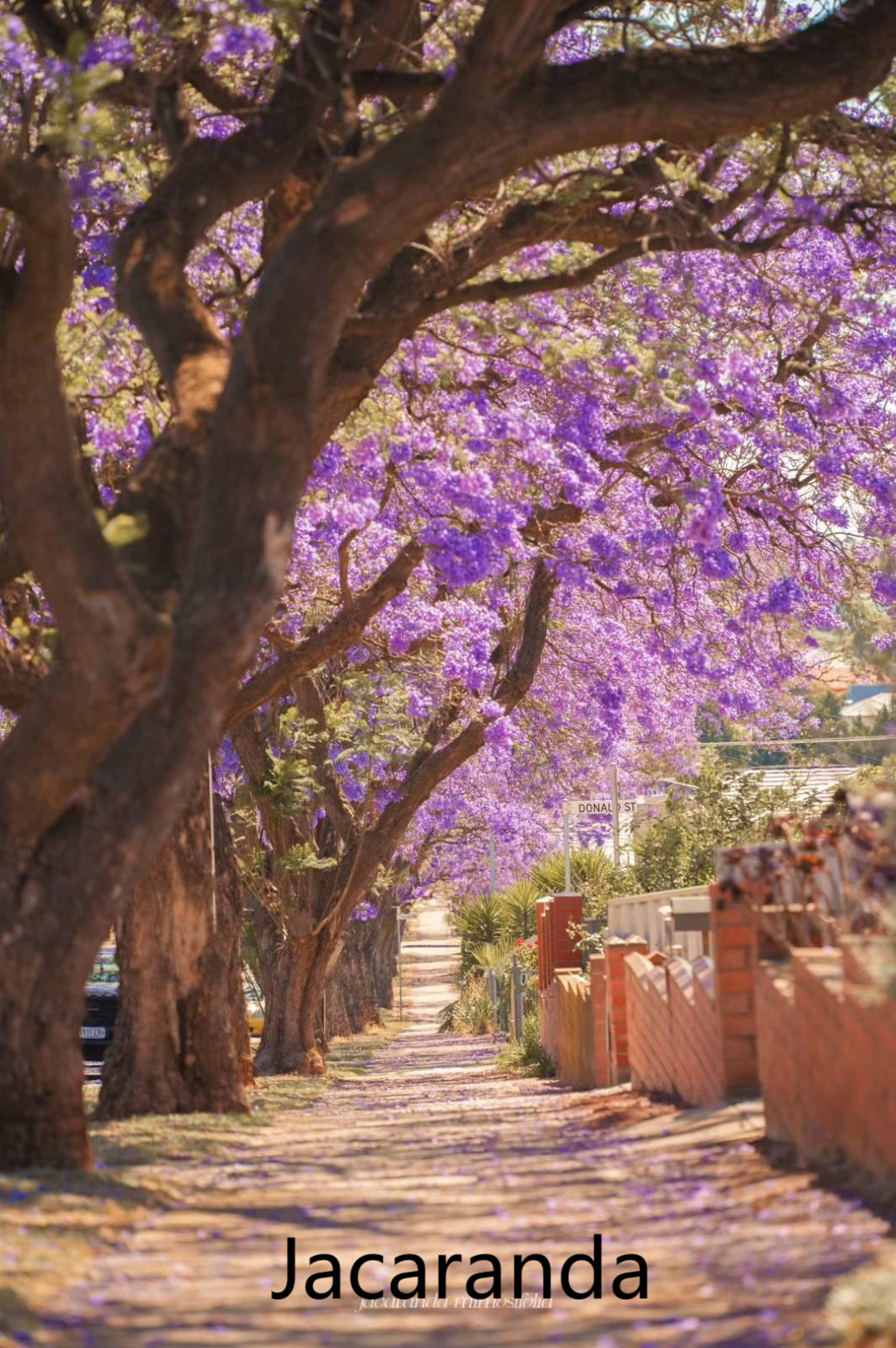 Writing Practice——Jacaranda - 知乎