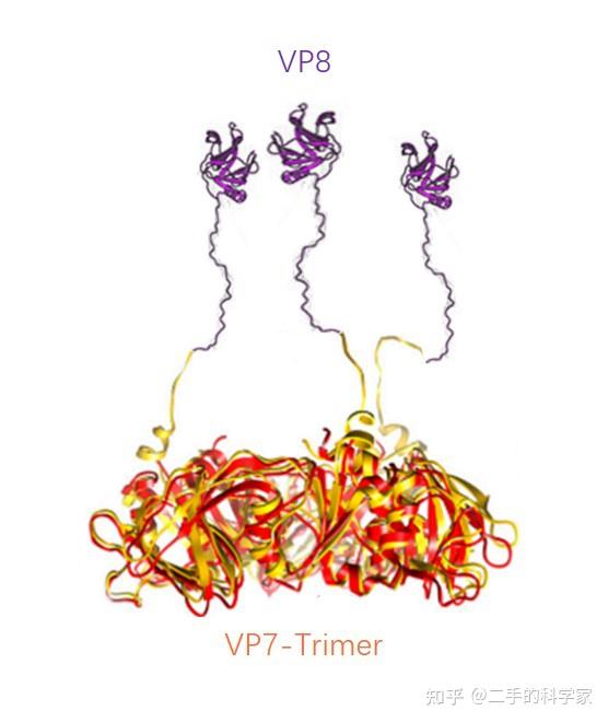 一种可能有一定可行性的重组轮状病毒疫苗抗原设计 - 知乎