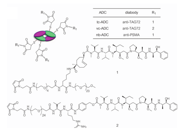 下一代新型ADC: 点击化学ADC - 知乎