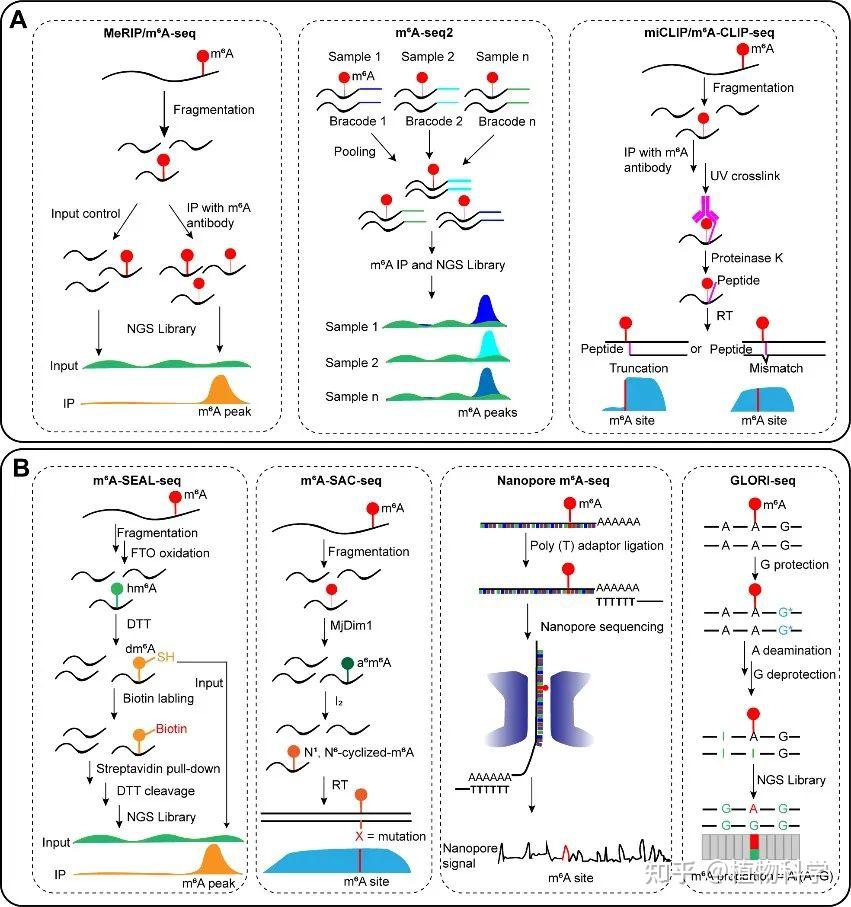 Plant Com | 北京大学贾桂芳团队综述植物RNA m6A修饰的检测、调控和功能研究 - 知乎